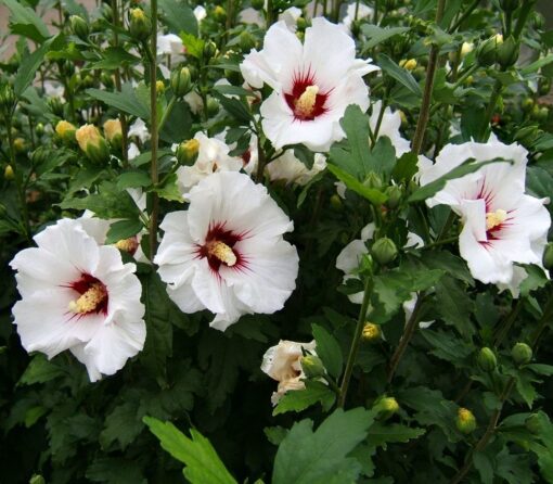 Hibiscus syriacus „Mathilde” – Pepiniera Turturesti | Producator DRAGOS