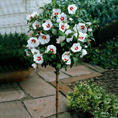 Hibiscus syriacus „Mathilde” – Pepiniera Turturesti | Producator DRAGOS