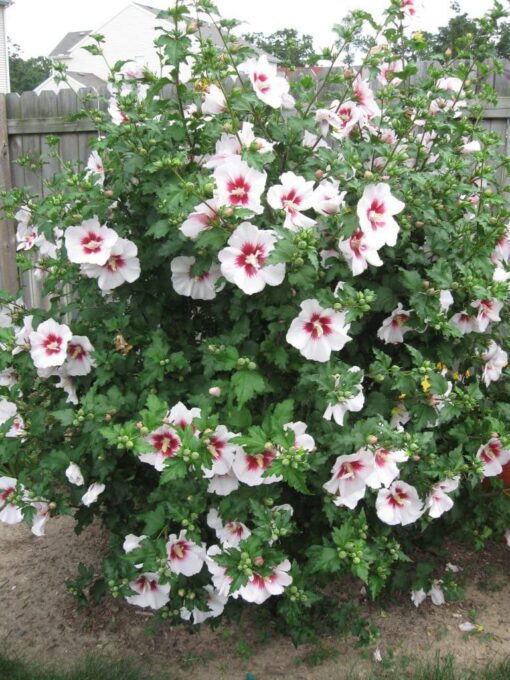 Hibiscus syriacus „Mathilde” – Pepiniera Turturesti | Producator DRAGOS