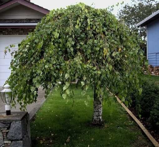 Mesteacan (Umbrella) – Pepiniera Turturesti | Producator DRAGOS