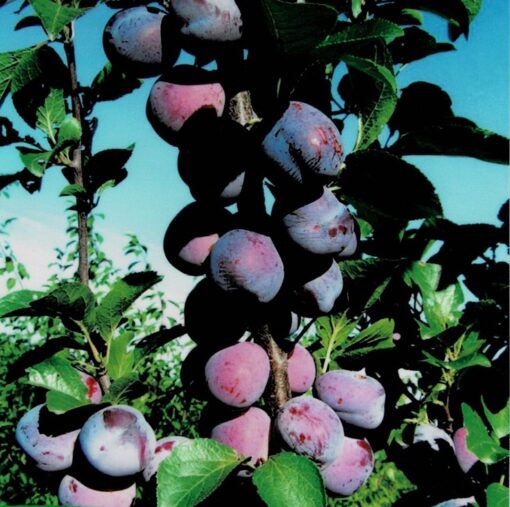 Prun Columnar “Fruca” – Pepiniera Turturesti | Producator DRAGOS