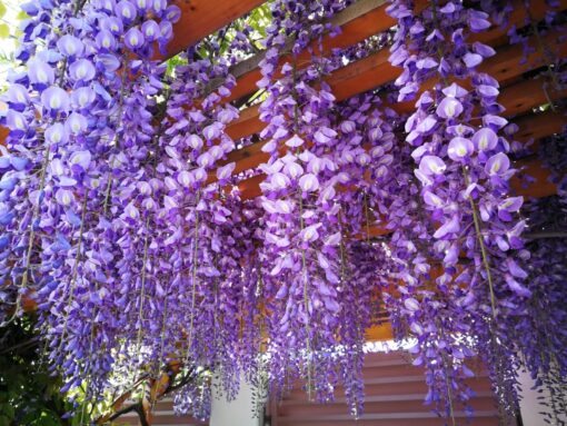 Glicina Mov – Pepiniera Turturesti | Producator DRAGOS