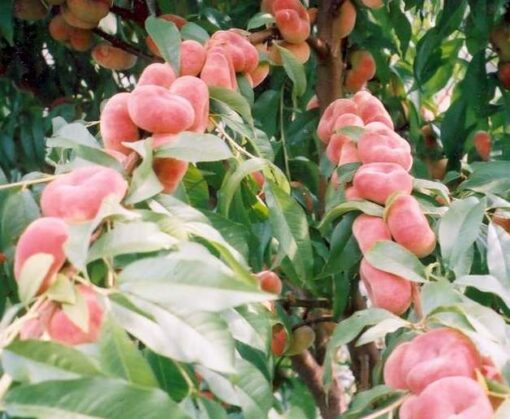 Piersic – Paraguay – Pepiniera Turturesti | Producator DRAGOS