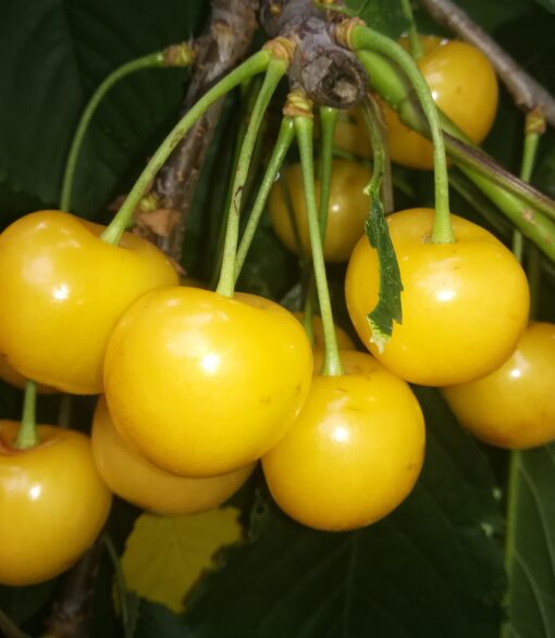 Cireș – Pietroasa Donissen – Pepiniera Turturesti | Producator DRAGOS