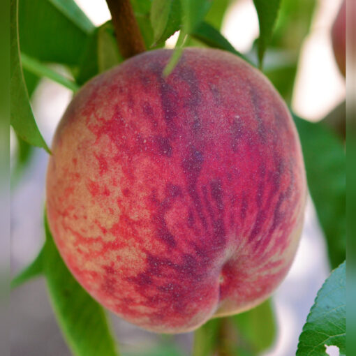 Piersic – Triumf – Pepiniera Turturesti | Producator DRAGOS