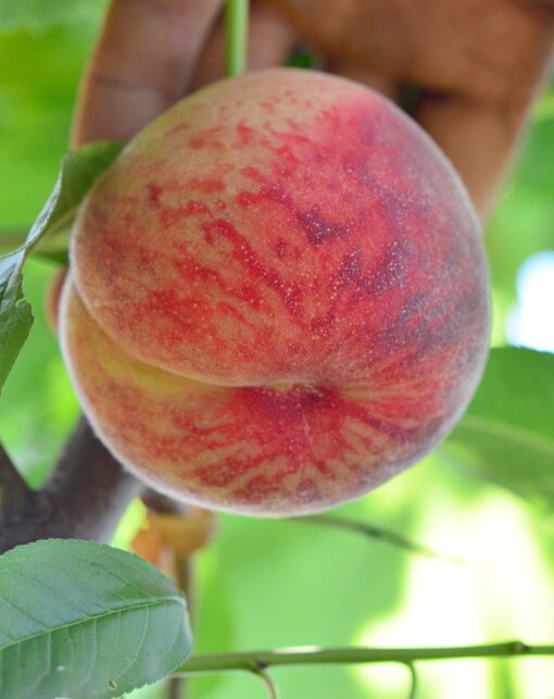 Piersic – Triumf – Pepiniera Turturesti | Producator DRAGOS