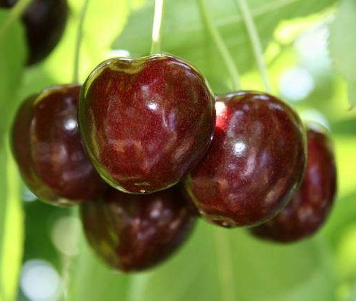 Cireș – Van – Pepiniera Turturesti | Producator DRAGOS