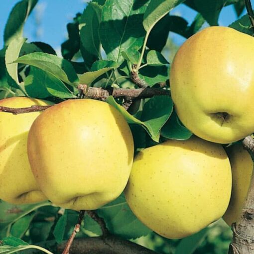 Măr – Mutsu – Pepiniera Turturesti | Producator DRAGOS