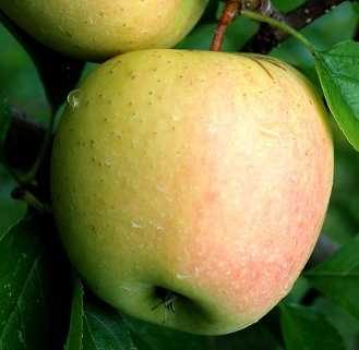 Măr – Mutsu – Pepiniera Turturesti | Producator DRAGOS