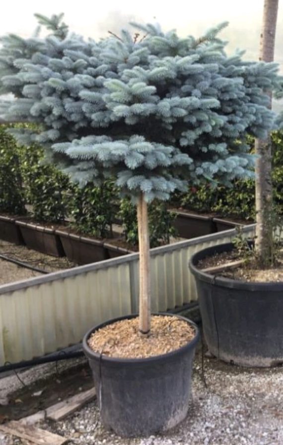 Brad argintiu – Pepiniera Turturesti | Producator DRAGOS